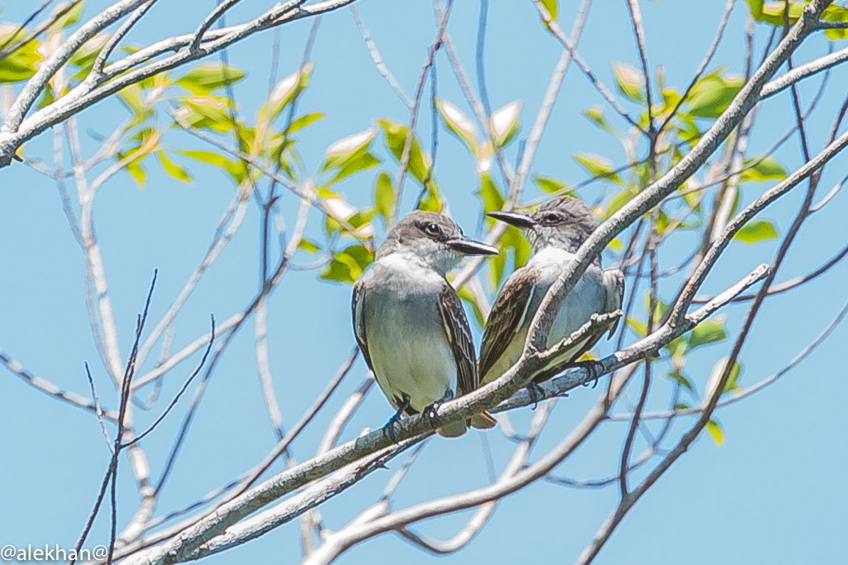 Pájaros, Pajarracos: Pitirre (Gray Kingbird)