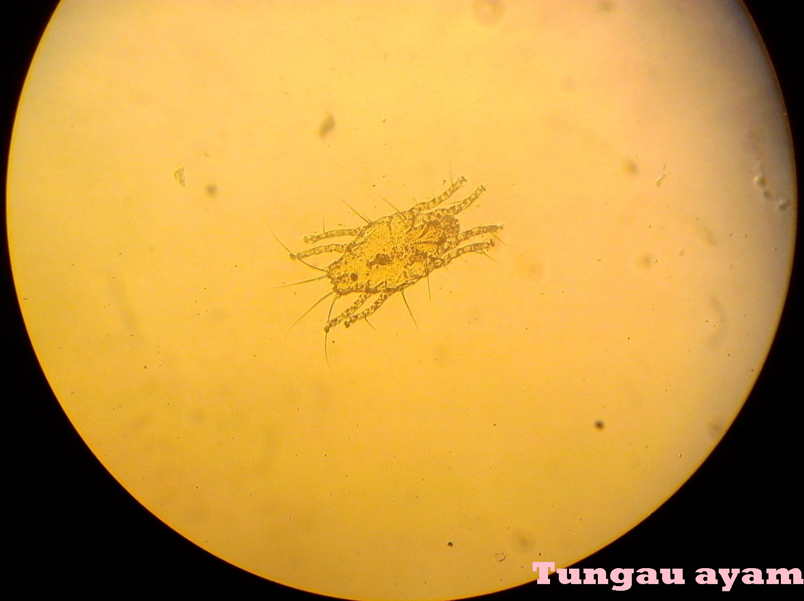 KLIMAKS: Caplak & Tungau
