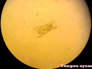 KLIMAKS: Caplak & Tungau