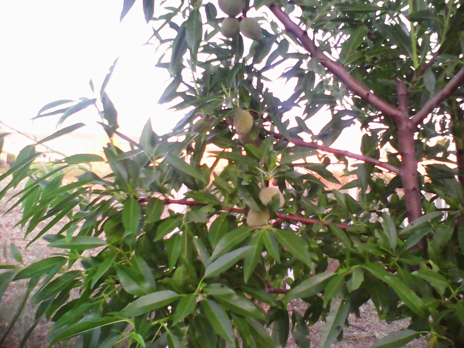 Aceitunas, almendras, alcauciles y azofaifas.