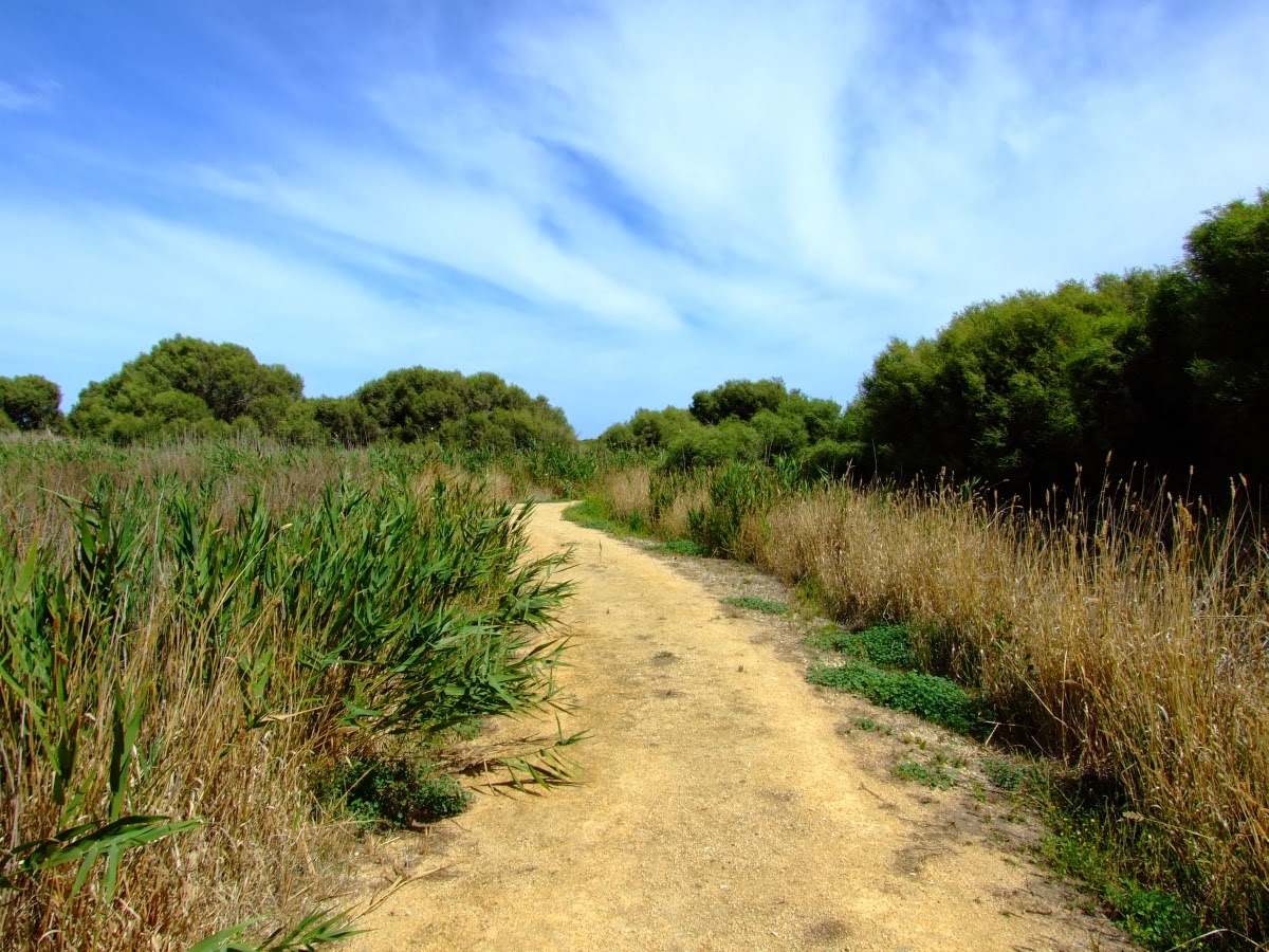 Meander to the Max: Megafauna! And ... where's the water? Bool Lagoon ...
