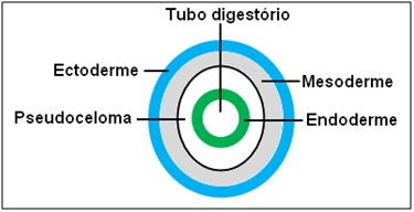 Introdução à zoologia