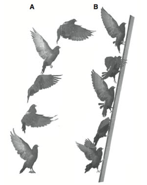 Boom Chachalaca: The Why of Fly - The Origin and Evolution of Flight in ...