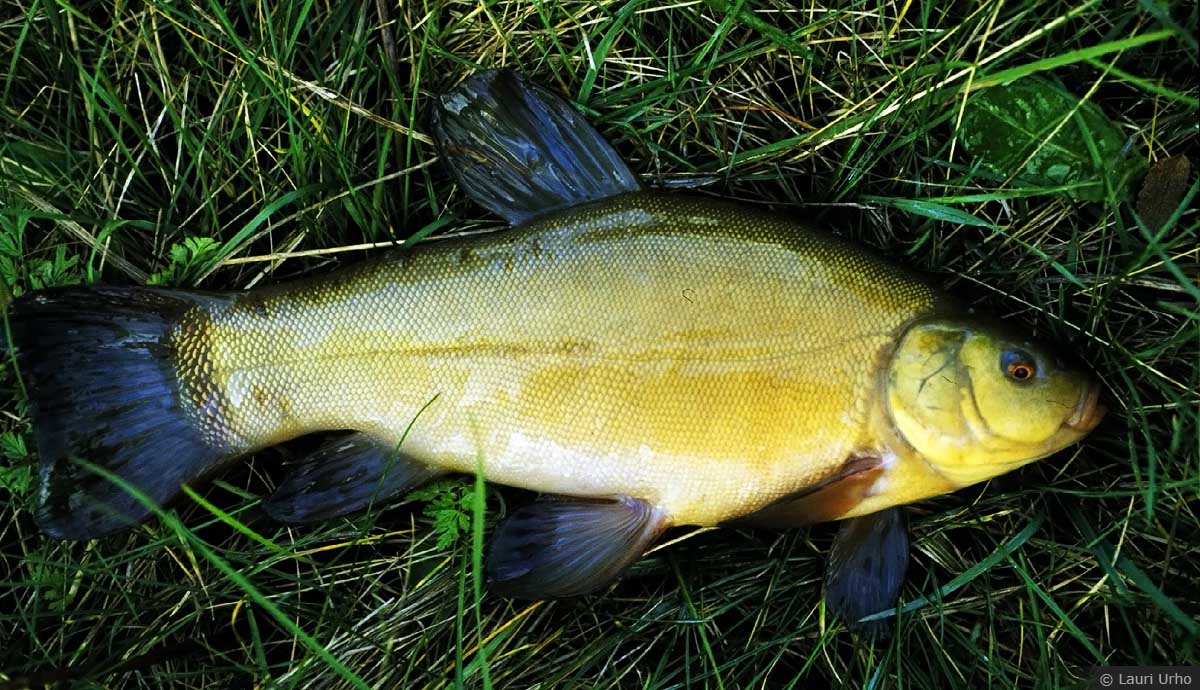 Artes de Pesca: VAMOS A PESCAR TENCA