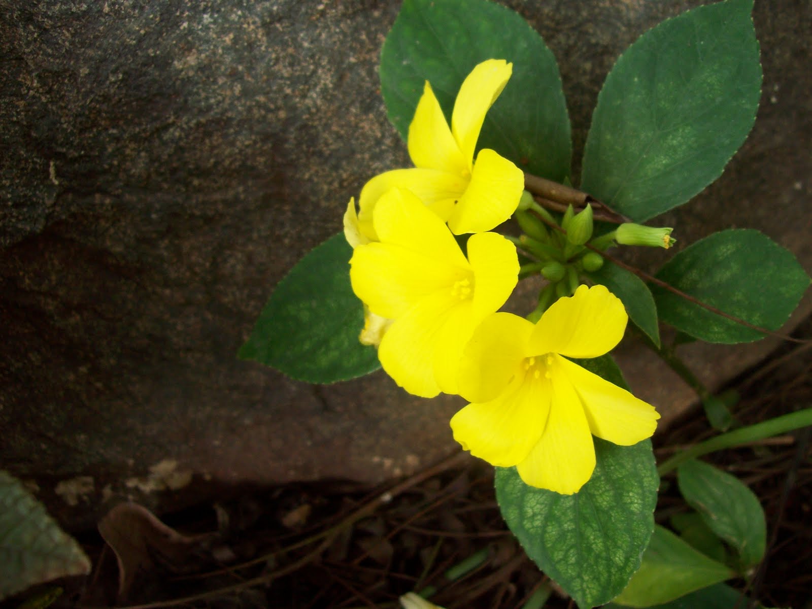 gardentropics: Flowers for Today