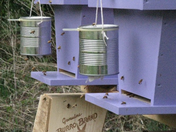 Bee Hive Journal - Help and advice for beekeepers