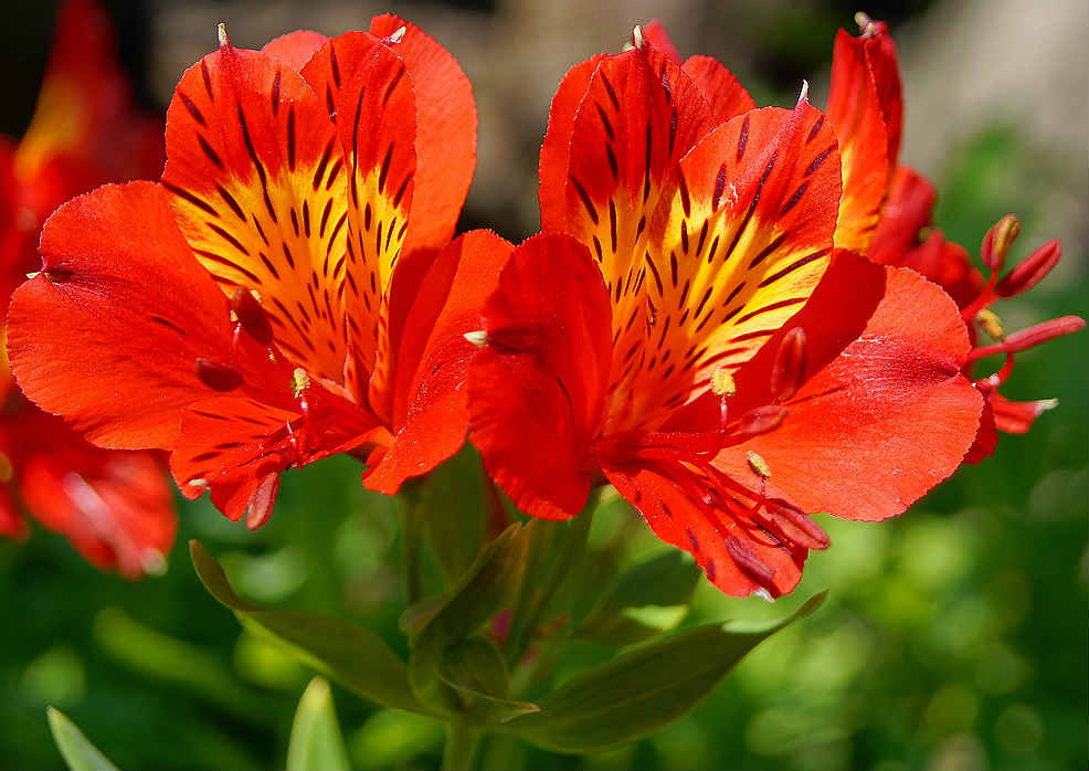 Flowering Petals: Alstroemeria