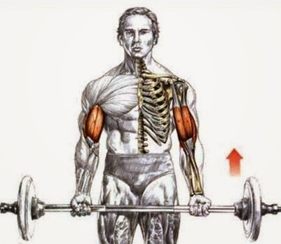 Ponte en Forma: Bíceps