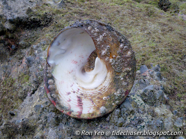tHE tiDE cHAsER: Turban Snails (Phylum Mollusca: Family Turbinidae) of ...
