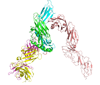 Crystal structure of a complete ternary complex of T-cell receptor ...