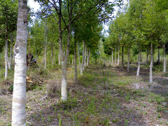 Harga Bibit Pohon Gaharu Bersertifikat Suren Surian Pohon Bibit Lubai ...