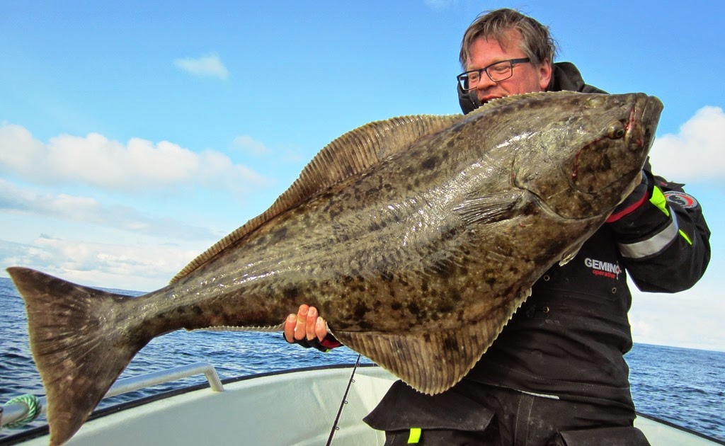 Obbiens Fiskeblogg: Årets første kveitetur