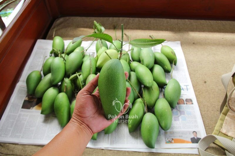 PBN: Mangga Falan (thunder)