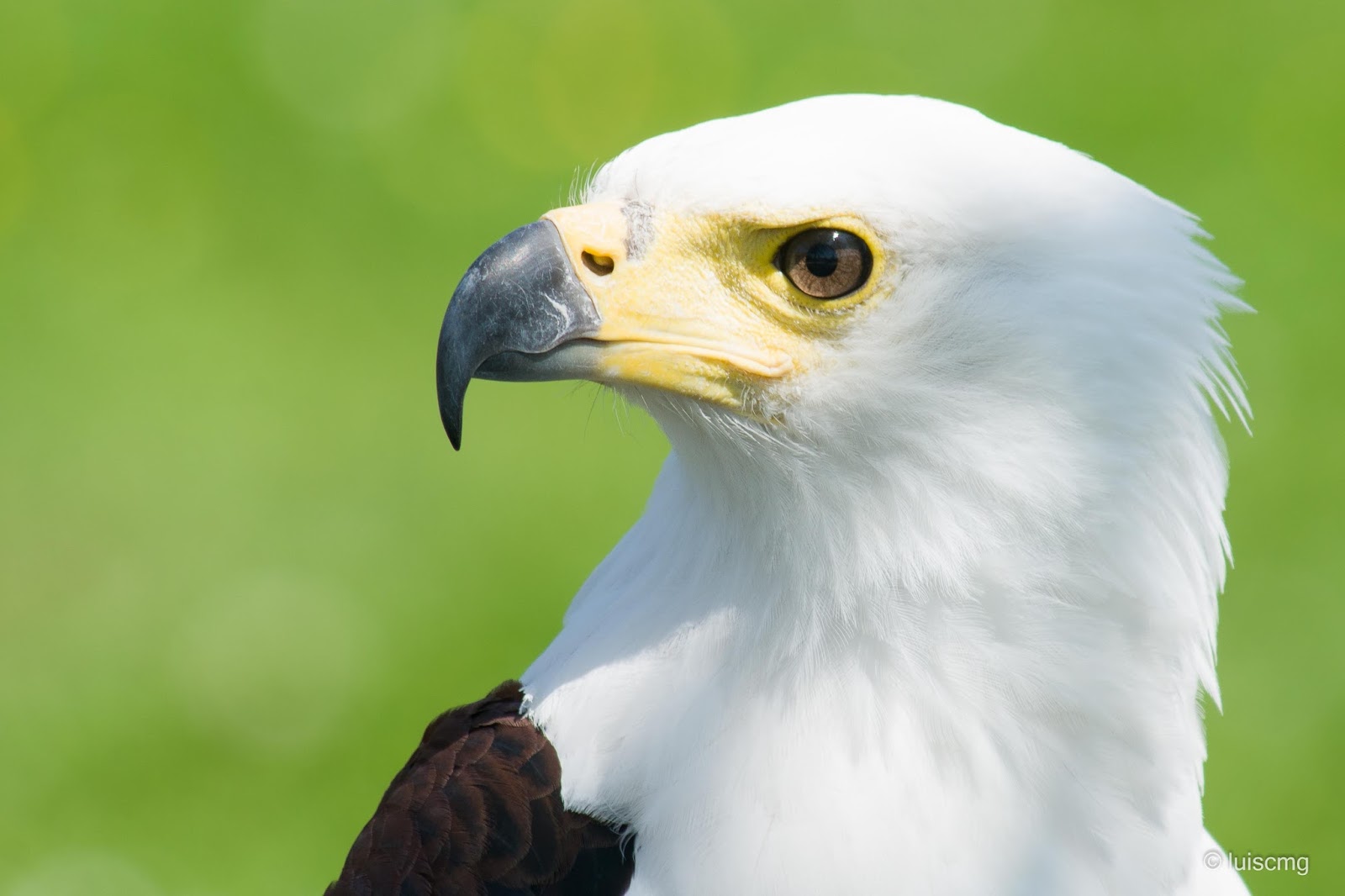 photoluiscmg: Pigargo africano vocinglero o águila pescadora ...