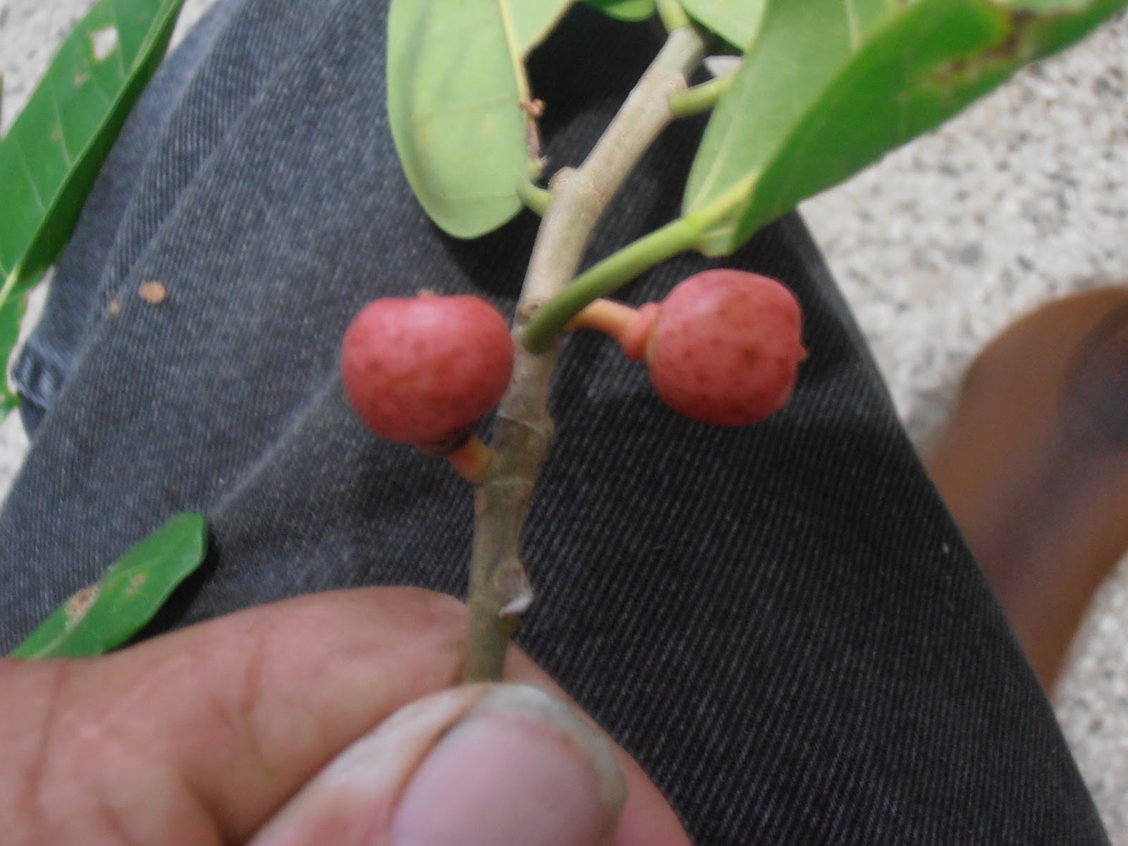 Flora de Puerto Rico Ilustrada Papo Vives: MORACEAE FICUS STHALII ...