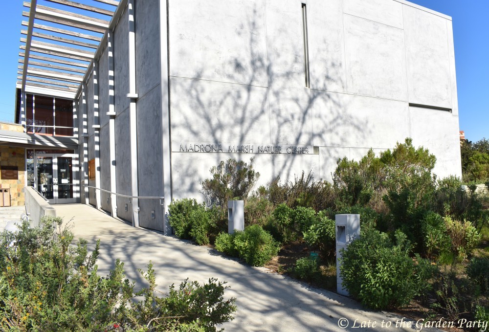 Late to the Garden Party: Visit to Madrona Marsh Preserve