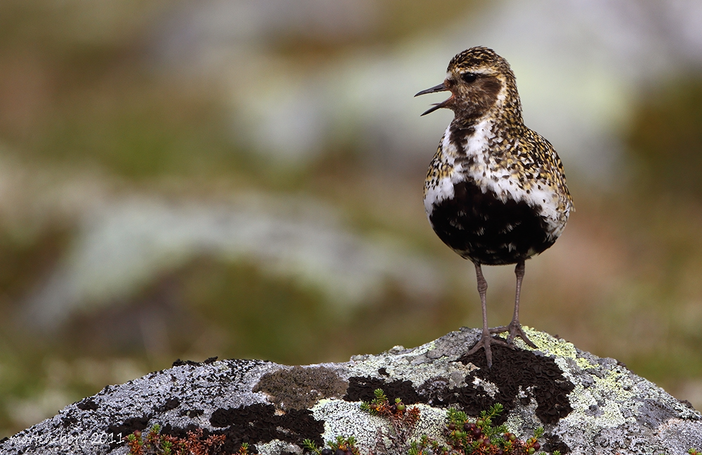 Kjernebitern: Heilo - Hardangervidda