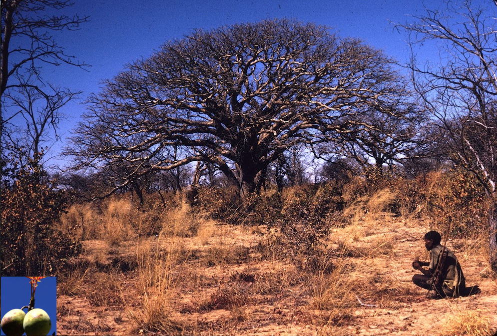 Those Who Can See: Why Re-Colonization? Future Orientation