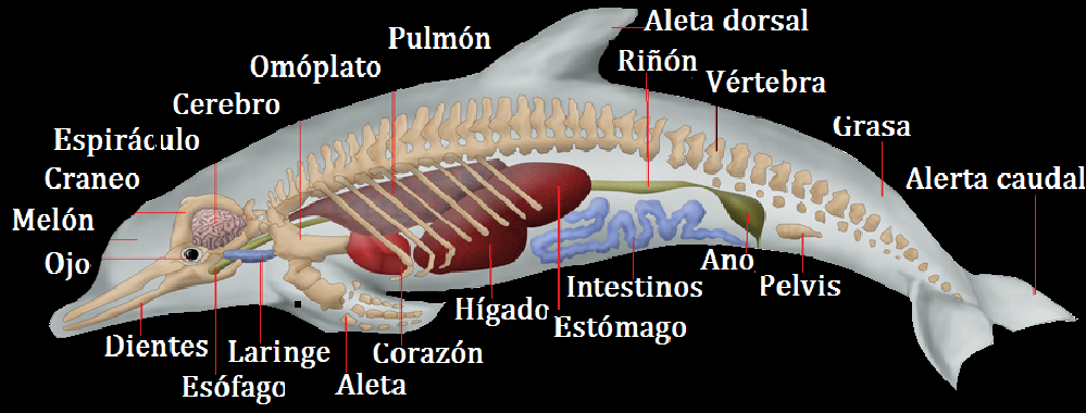MUNDO ANIMAL VIRTUAL ECA: DELFINES