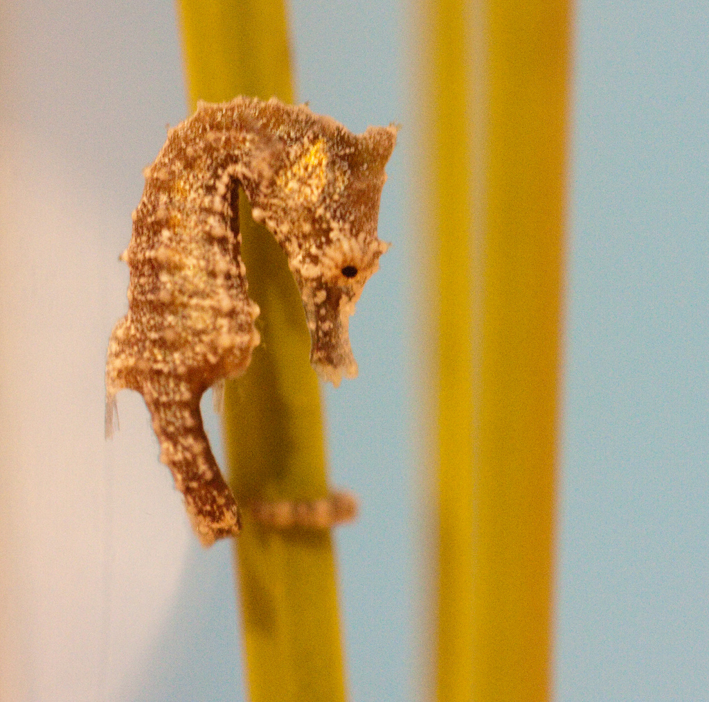 Real Monstrosities: Seahorse