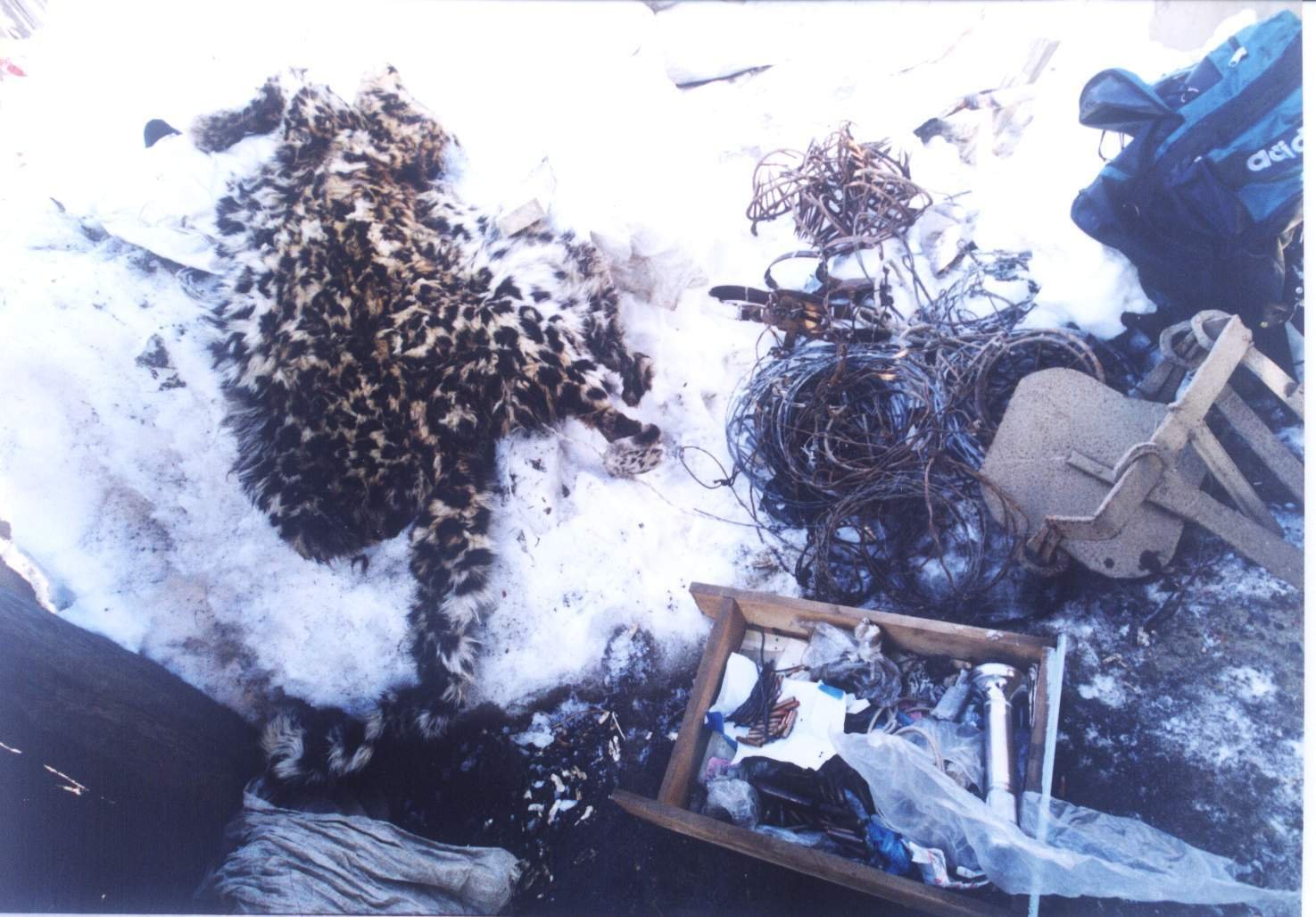 Let Us Help Save Our Planet!: Amur Leopard - A Critically Endangered ...