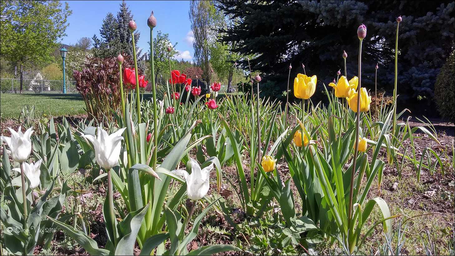 Northern Interior British Columbia: Spring's Colorful Flowers Steelhead ...