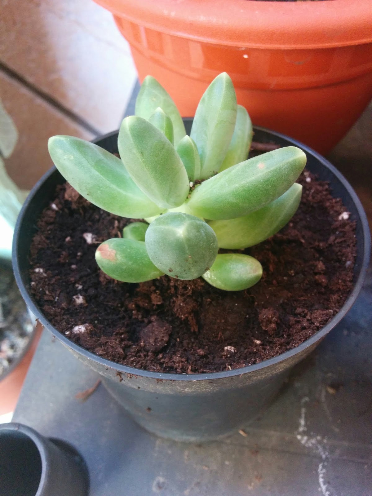 Pachyphitum compactum : Cactus y Suculentas de Amanecer