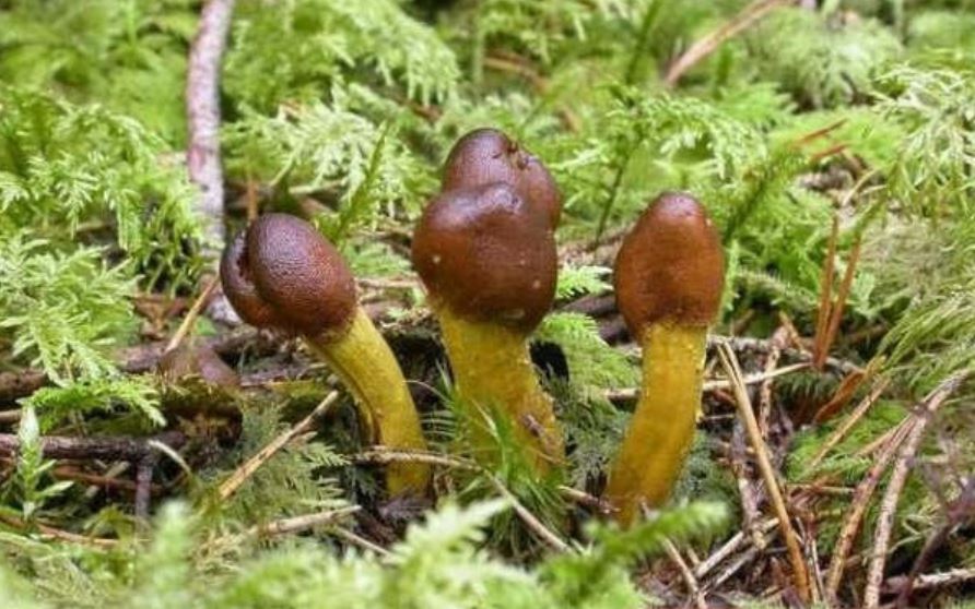 Cordyceps Sinensis ( Yarsagumba) and Benefits of using it