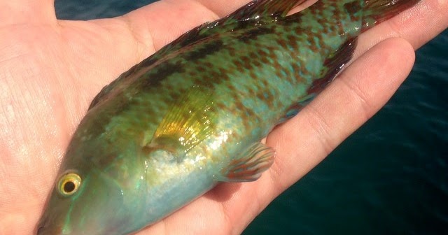 Something Fishy Going On: More species hunting adventures on Lanzarote ...