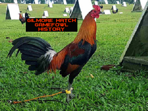 Gilmore Hatch Gamefowl History - World Of Gamefowl
