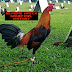 Gilmore Hatch Gamefowl History - World Of Gamefowl