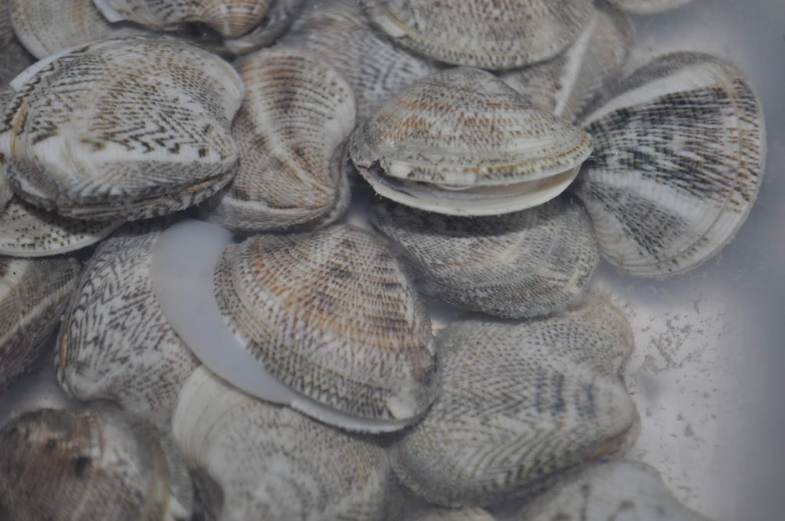 ZOOTOGRAFIANDO (6.100 ANIMALS): CHIRLA (Chamelea gallina)