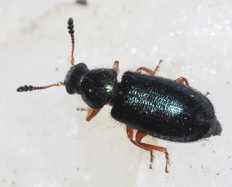 Necrobia rufipes | Mundo Natural Faluke