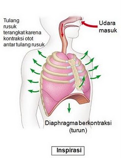 Nursing Education: ANATOMI FISIOLOGI SISTEM PERNAFASAN