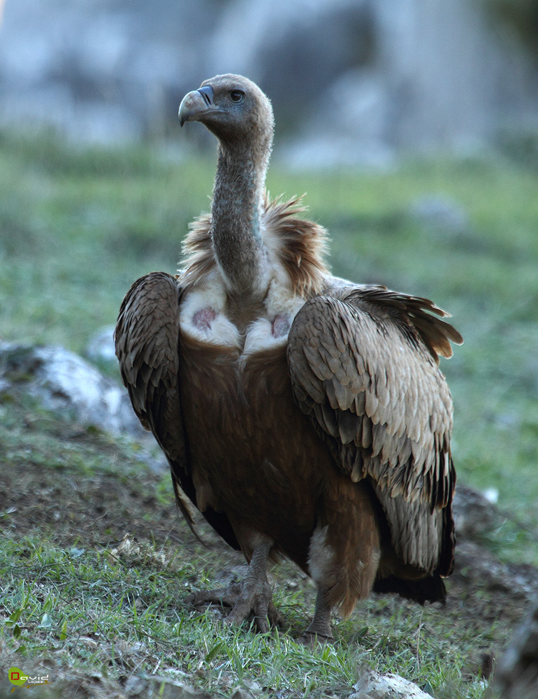 Publicado por Subbeticamperos en 23:27