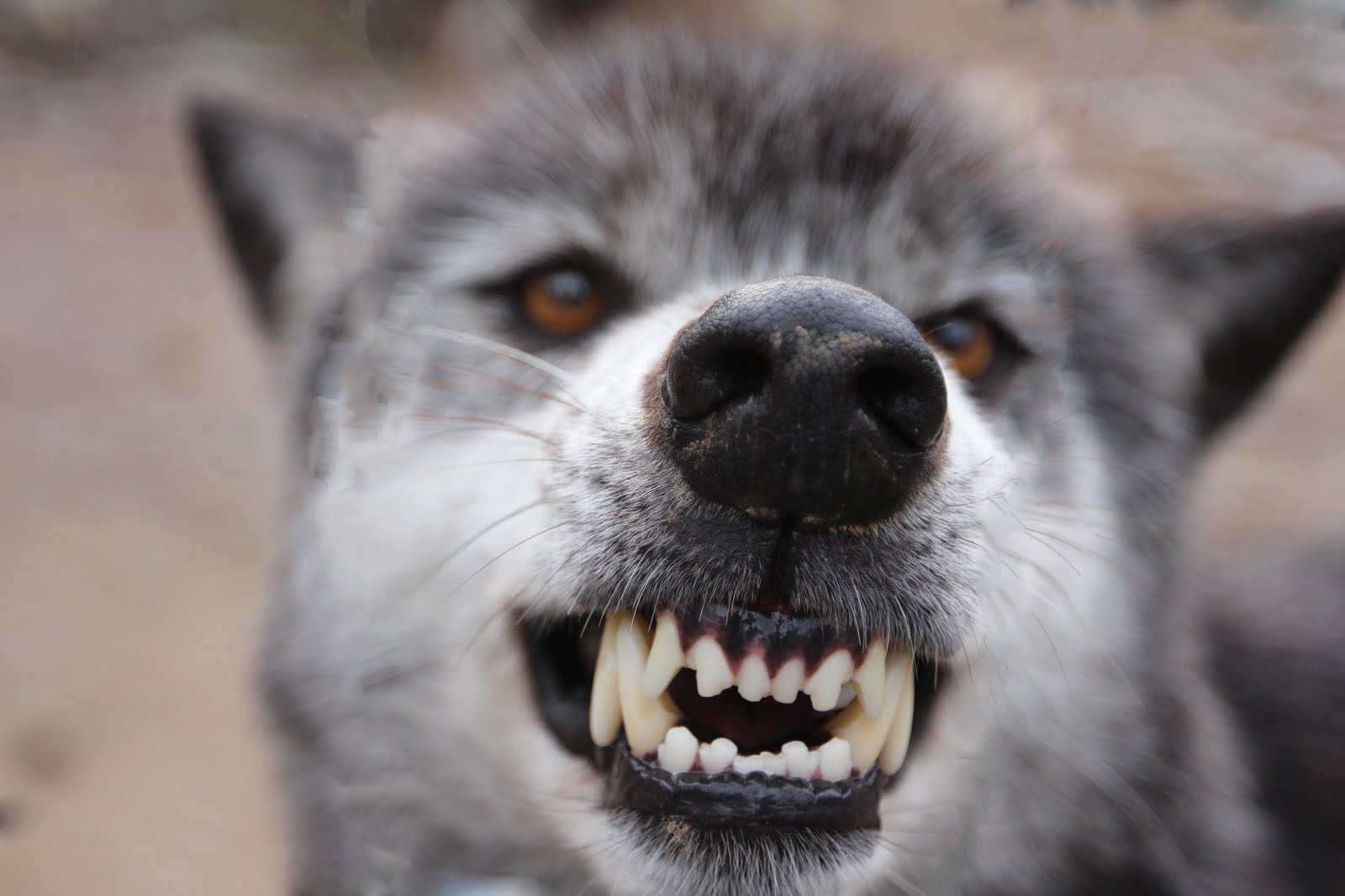 Wolf Eyes: Spectacular Snouts