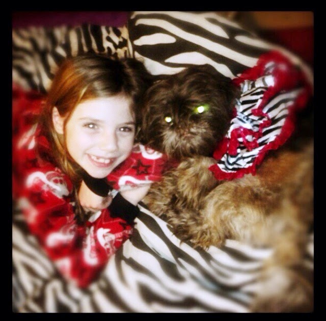 The Original Merle Shih Poo