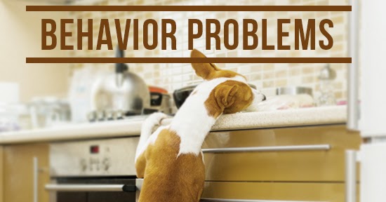Behavioural Problems Of Dogs : Some Examples - Cute Pets Planet