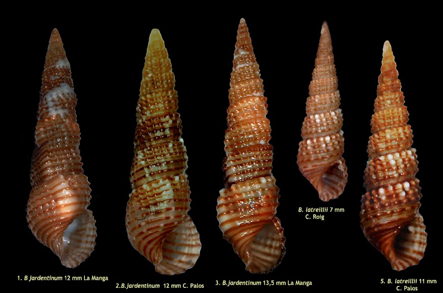 MALACOLOGÍA MEDITERRÁNEA: Bittium