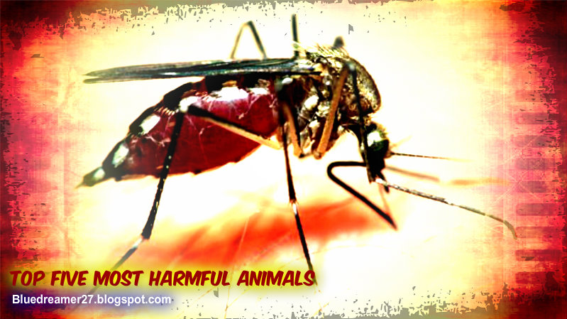 TOP FIVE: TOP FIVE MOST HARMFUL ANIMALS