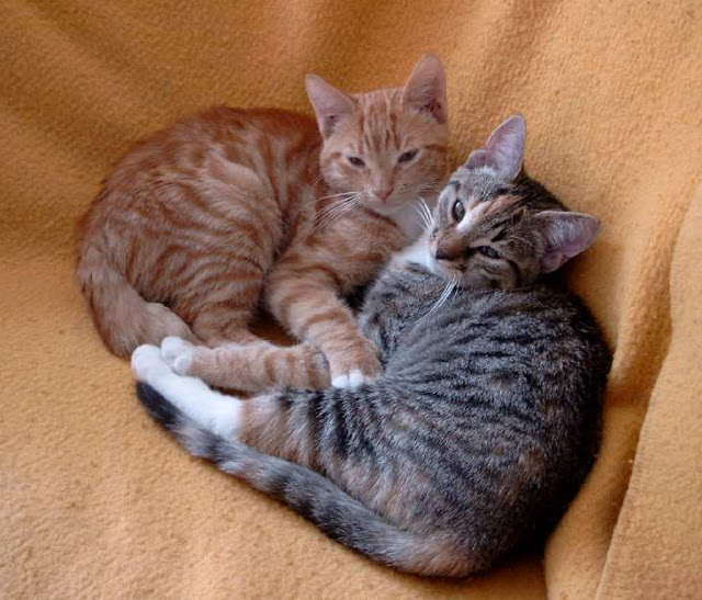 Se den lille kattekilling