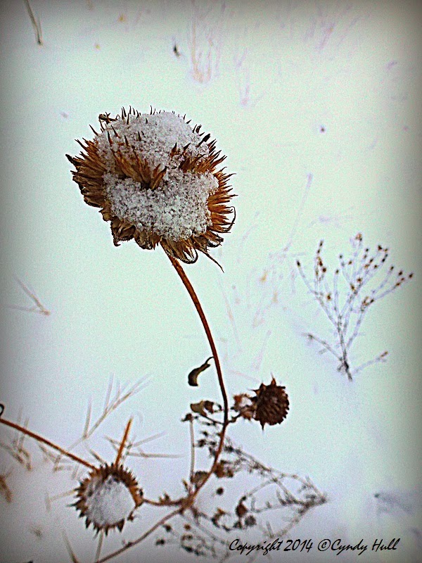 Montana 1 a day.com: 05 January 2014