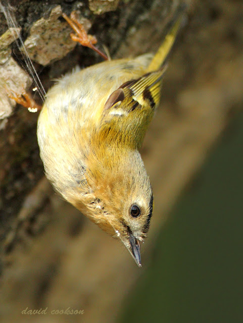 Out and About with David Cookson