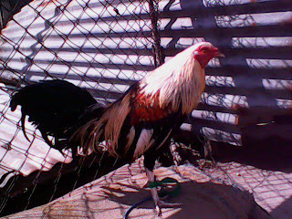 GUATEMALA GALLOS DE PELEA: GIROS SHAMO