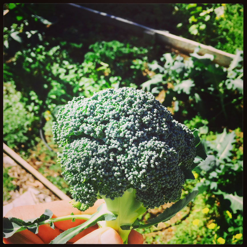 Traveling Free Box: throwback San Diego