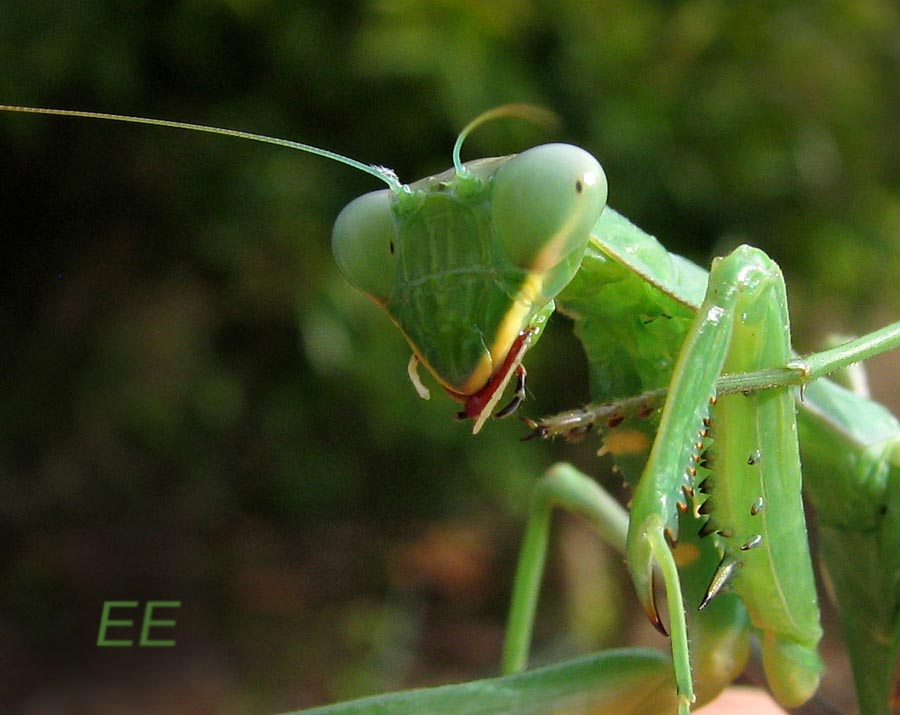 Mallorca es así también: Mantis religiosa de visita navideña