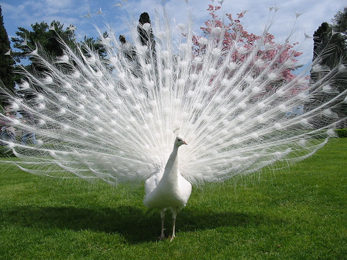 haiwan terancam yang berwarna putih | permata DUNIA