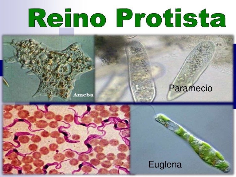 Protoctista 2: Algas | Biologia: A ciência da vida