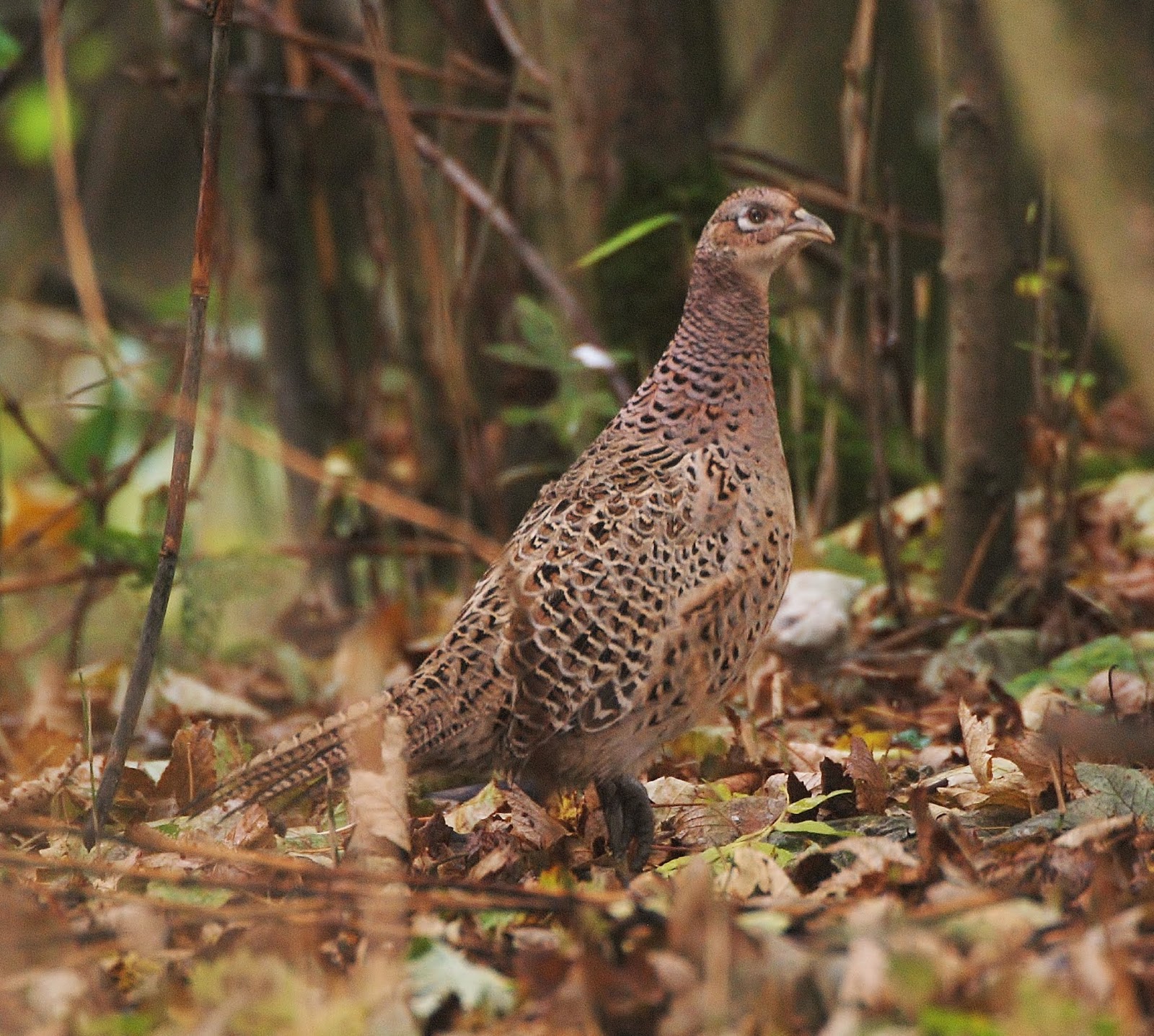 Beachborough Park Wildlife Sightings Folkestone Kent: Bird Sightings ...