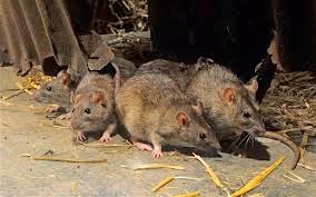 Rats in the Cellar - Joyfully Pressing On